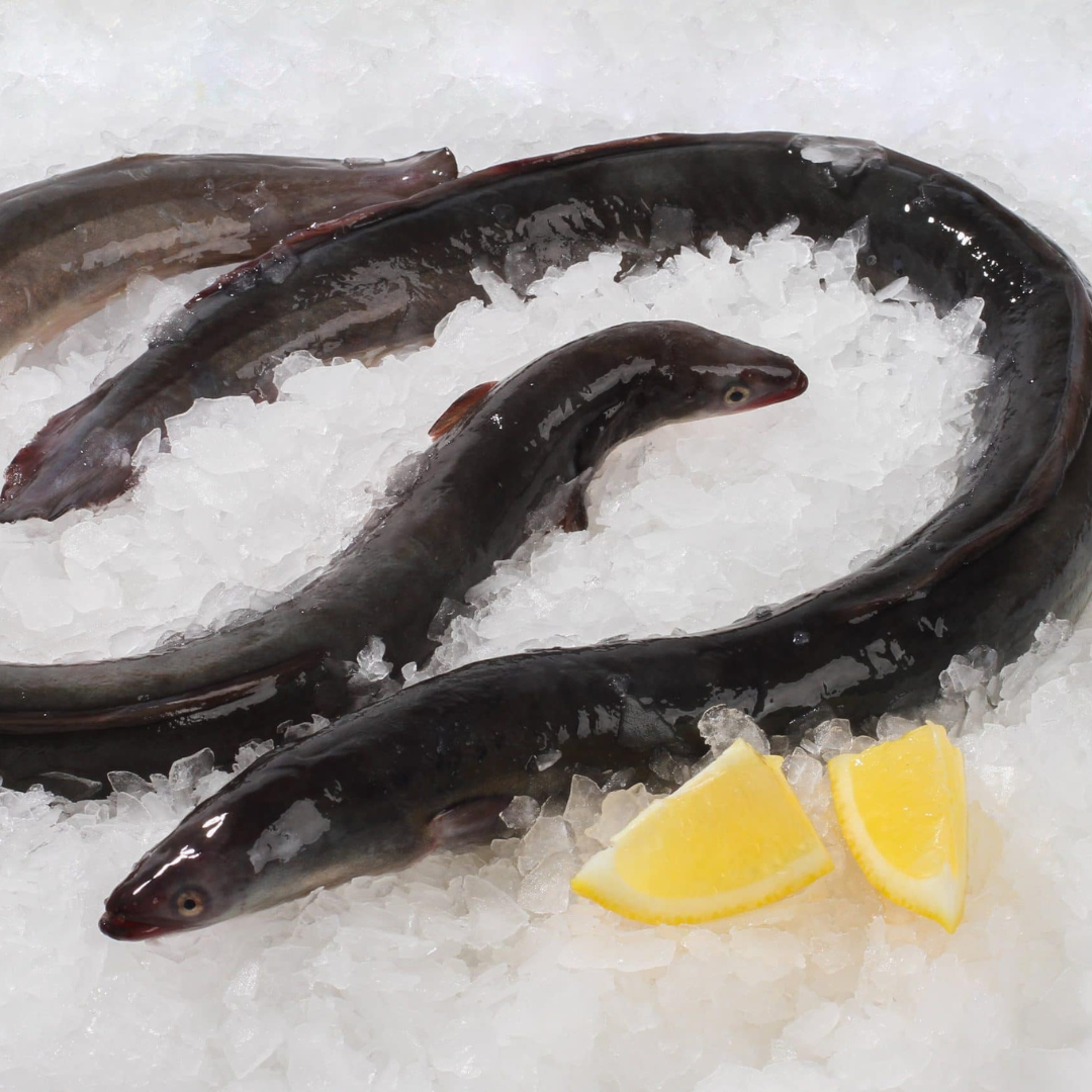 Europinis upinis ungurys - Euribija